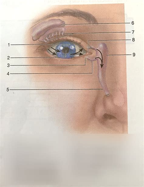 Eye Labeling Diagram Quizlet