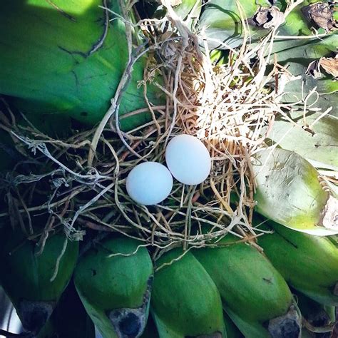 Small 18 מהמשק חקלאות אורגנית איריס בן צבי