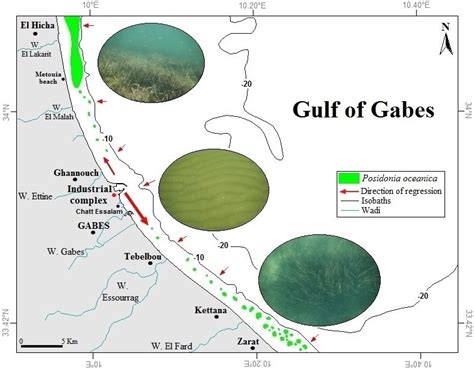 Spatial Distribution Of Posidonia Oceanica Meadows In The Central Download Scientific Diagram
