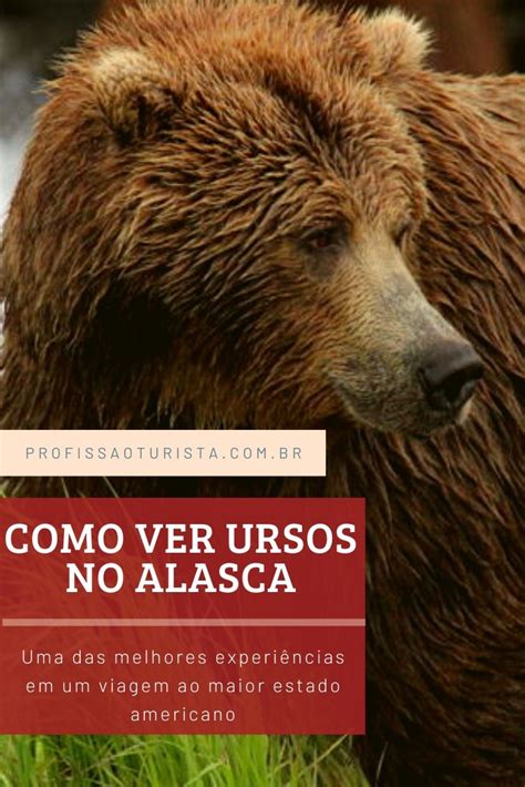 Viagem Ao Alasca A Fantástica Experiência De Ver Ursos