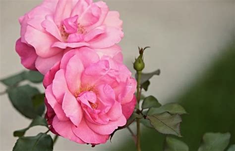 5 растения срещу бръчки които действат по добре от ботокс Дори Кейт Мидълтън се е доверила на