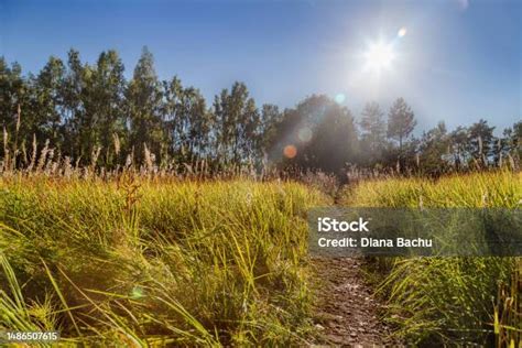 숲의 풀과 키 큰 나무가 있는 들판 들판에서 일몰 키 큰 노란 풀이 있는 들판을 가로지르는 길 바탕 화면에 가로입니다 배경은 야생의 자연의 형태입니다 0명에 대한 스톡 사진
