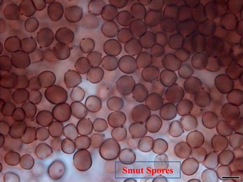 Classification And Diagnostic Charecterstics Of Main Plant Pathogenic Fungi Pptx