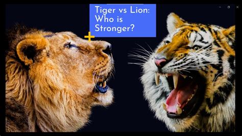 Tiger Vs Lion 🐯🦁 Who Is Stronger Youtube