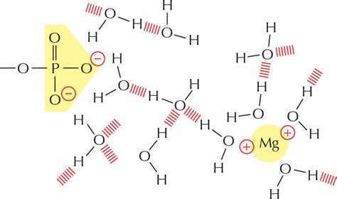 How Cells Obtain Energy From Food
