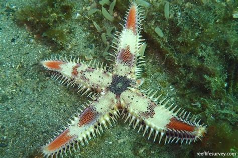 Astropecten Polyacanthus Many Spined Sand Star Reef Life Survey