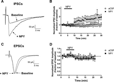 Npy Potentiates Gabaergic Inhibition Onto Layer V Pyramidal Neurons In