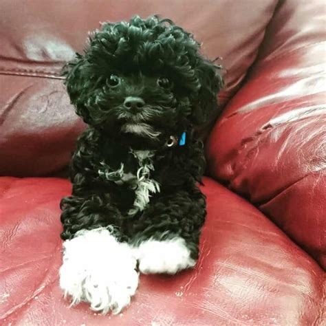 Cocker Spaniel Poodle Mix
