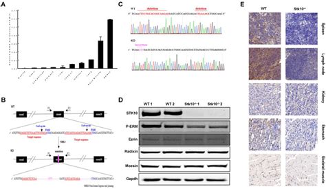 Stk10 Deficiency In Mice Promotes Tumor Growth By Dysregulating The Tumor Microenvironment Pmc