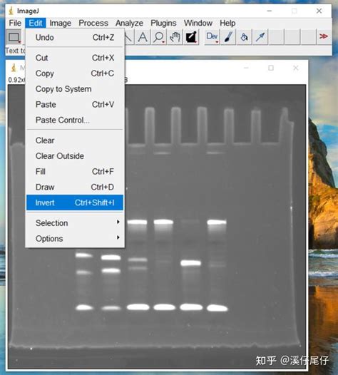 如何使用image J进行条带灰度分析？ 知乎