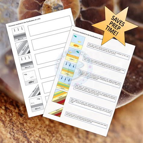 Fossils And Fossilization US Edition Made By Teachers