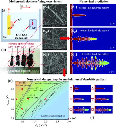 Comparison Of Dendrite Morphology Between Simulation And Experiment A Download Scientific