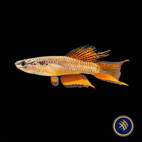 Two Stripe Lyretail Killifish Aphyosemion Bivittatum Aquarium Glaser