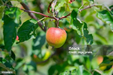 정원의 가지에 분홍색 사과 자연스러운 배경 사과의 잘 익은 과일 가을에 대한 스톡 사진 및 기타 이미지 가을 개체 그룹 건강한 식생활 Istock
