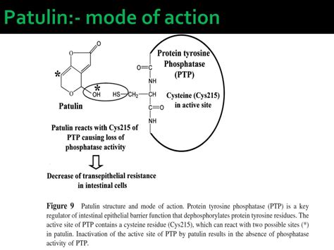 Fungi Mycotoxins Their Classification And Mode Of Actionpptx