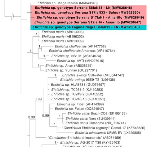 Bayesian Phylogenetic Analysis Inferred For Partial Fragments Of The