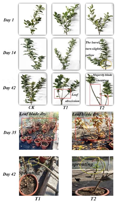 苹果叶为什么会变黄间隔涝渍胁迫对苹果叶片生理特性的研究 MDPI Horticulturae 知乎