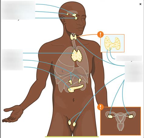 Endocrine System Diagram Quizlet