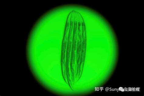 【秀丽隐杆线虫】瑰丽又完美的模式生物 知乎