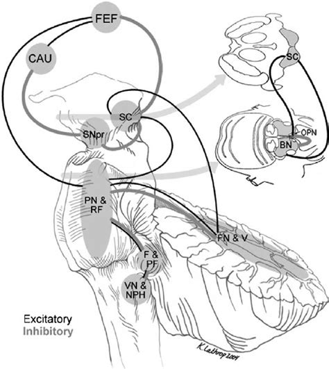 Neural Systems Involved In Supporting Normal Visual Fixation A 3d Download Scientific Diagram