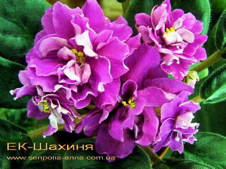 Фиалка ЕК-Шахиня
