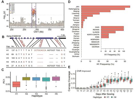 different alleles in a novel canopy coverage associated locus are