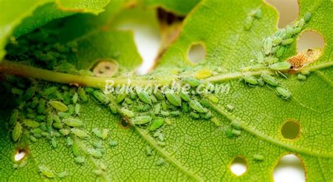 Борба с листните въшки с натурален домашен продукт