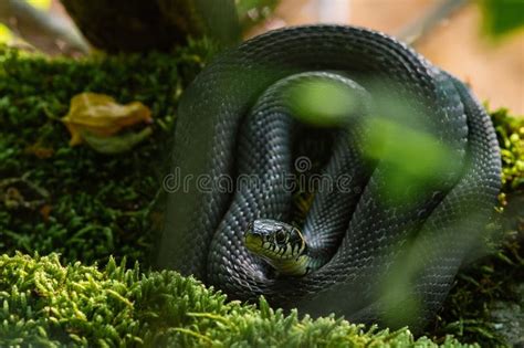 The Grass Snake Natrix Natrix Sometimes Called The Ringed Snake Or