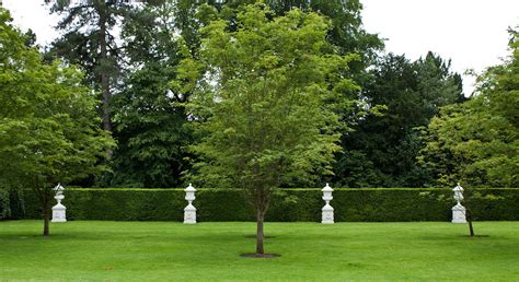 What Is The Difference Between Tree Pruning Versus Tree Trimming Garrison Tree