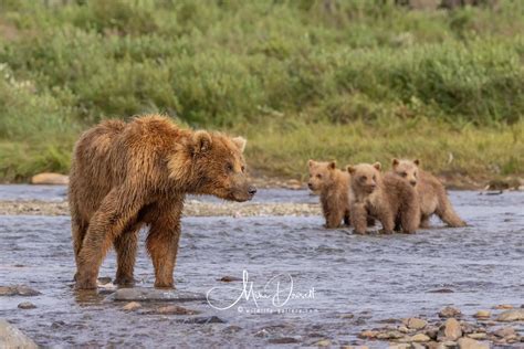 Wildlife Gallery Bears