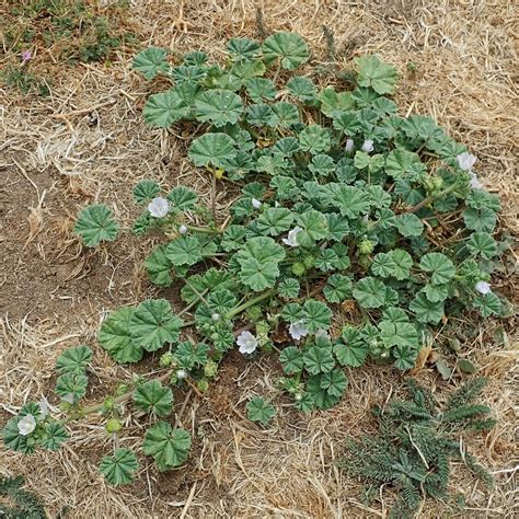 Malva Neglecta 10000 Things Of The Pacific Northwest