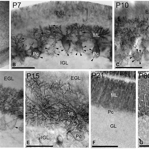 Three Dimensional Reconstruction Of Pc Dendrites With Spines Labeled Download Scientific