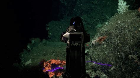 Deep Sea Robot Uncovers New Coral Reefs Tomorrows World Today®
