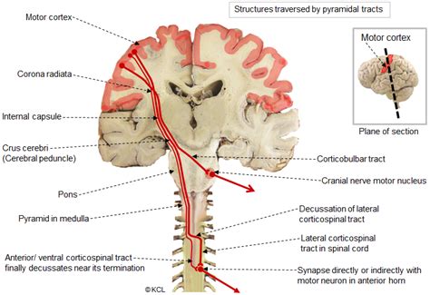 Corticobulbar Tract Pathway Pyramidal And Extrapyramidal Tracts