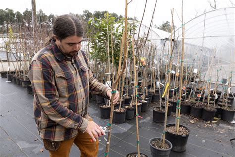 Getting In Shape Pruning Boosts Health And Productivity Of Fruit And