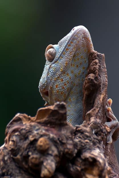 Premium Photo Close Up Photo Of The Tokay Gecko Gekko Gecko