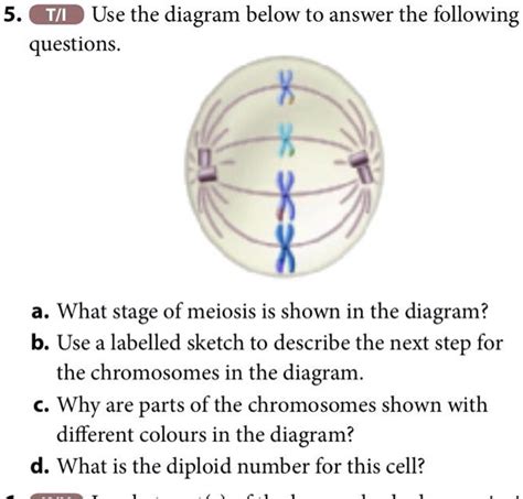 Solved 5 Tii Use The Diagram Below To Answer The Following Questions A What Stage Of Meiosis