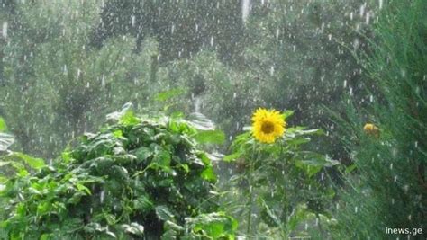 კარგ ამინდებს გავუშინაურდით მაგრამ სინოპტიკოსები უახლოესი დღეების