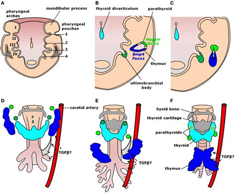 Frontiers A Tale from TGF β Superfamily for Thymus Ontogeny and Function