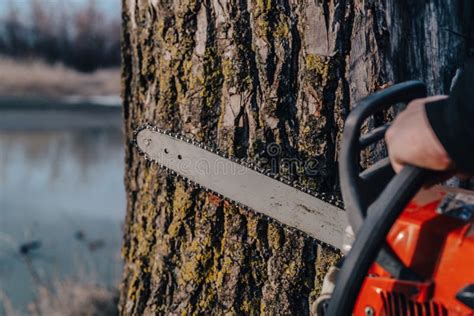 Tree Work Stock Image Image Of Occupation Lumberjack 4100777