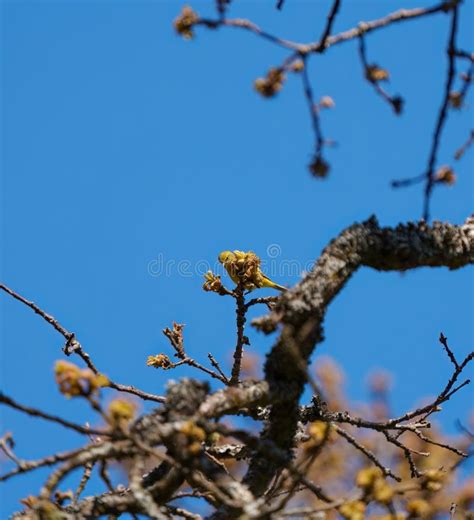 Orange Crowned Warbler Feeding On Tree Top Stock Image Image Of Olivegreen Insect 277755213