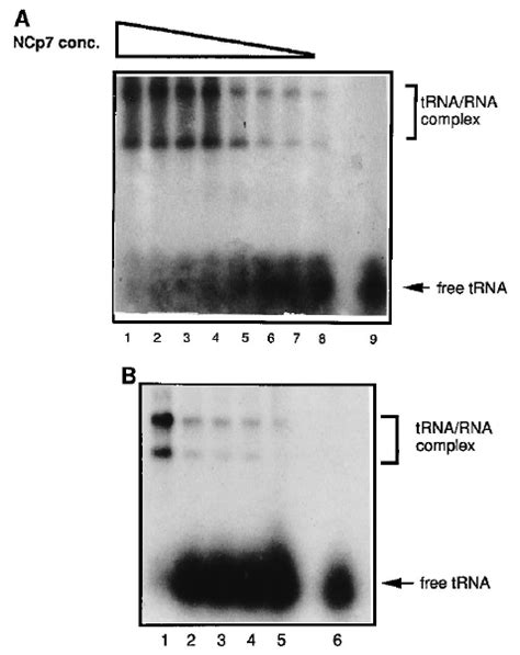 A Effect Of NCp7 Concentration On Formation Of Complexes Between TRNA Download Scientific