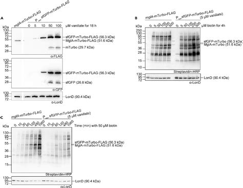figure 1 from a miniturbo based proximity labeling protocol to identify