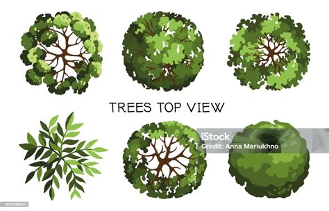 건축 평면도를 위한 나무 측근 디자인 조경 설계 계획을 위한 다양한 평면도 나무 벡터 그림입니다 나무에 대한 스톡 벡터 아트 및 기타 이미지 Istock