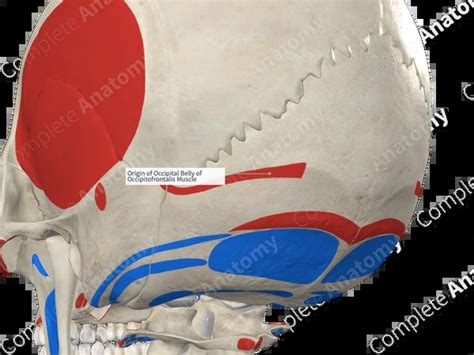Origin Of Occipital Belly Of Occipitofrontalis Muscle Complete Anatomy