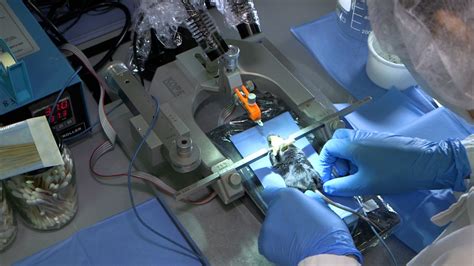 Whole Brain 3d Activation And Functional Connectivity Mapping In Mice Using Transcranial