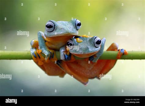 Two Tree Frogs On Branch Indonesia Stock Photo Alamy