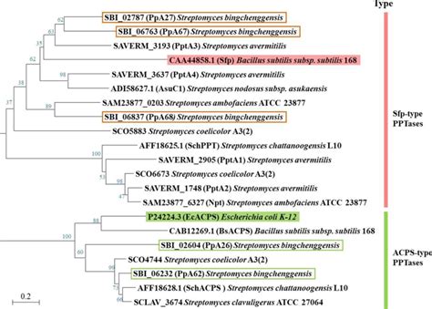 Phylogenetic Analysis Of Pptases In S Bingchenggensis The Mega 11 Download Scientific Diagram