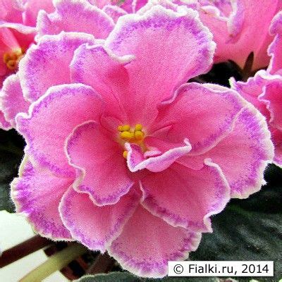 Маркиза, Т.Дадоян, цветок | Plants, Garden