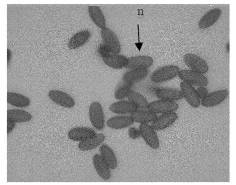 Sexual Polyploidization Breeding Method Of Tetraploid Brassica